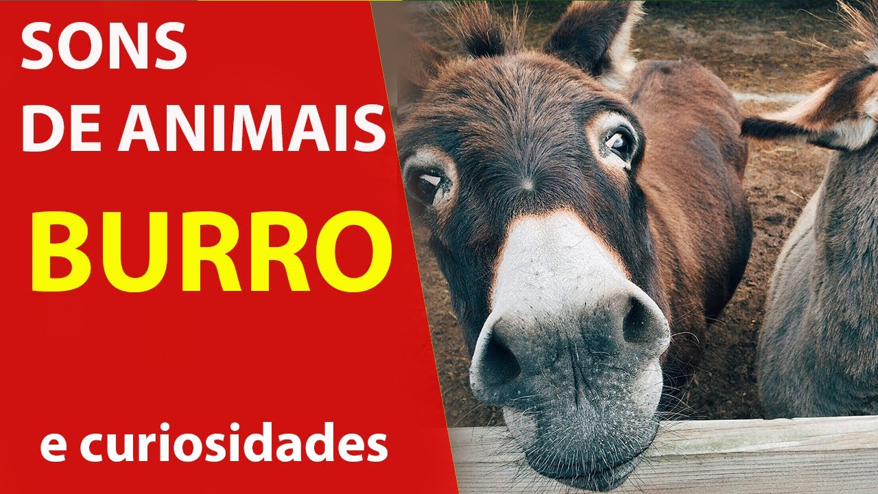Som de burro relinchando (2020) - YouTube