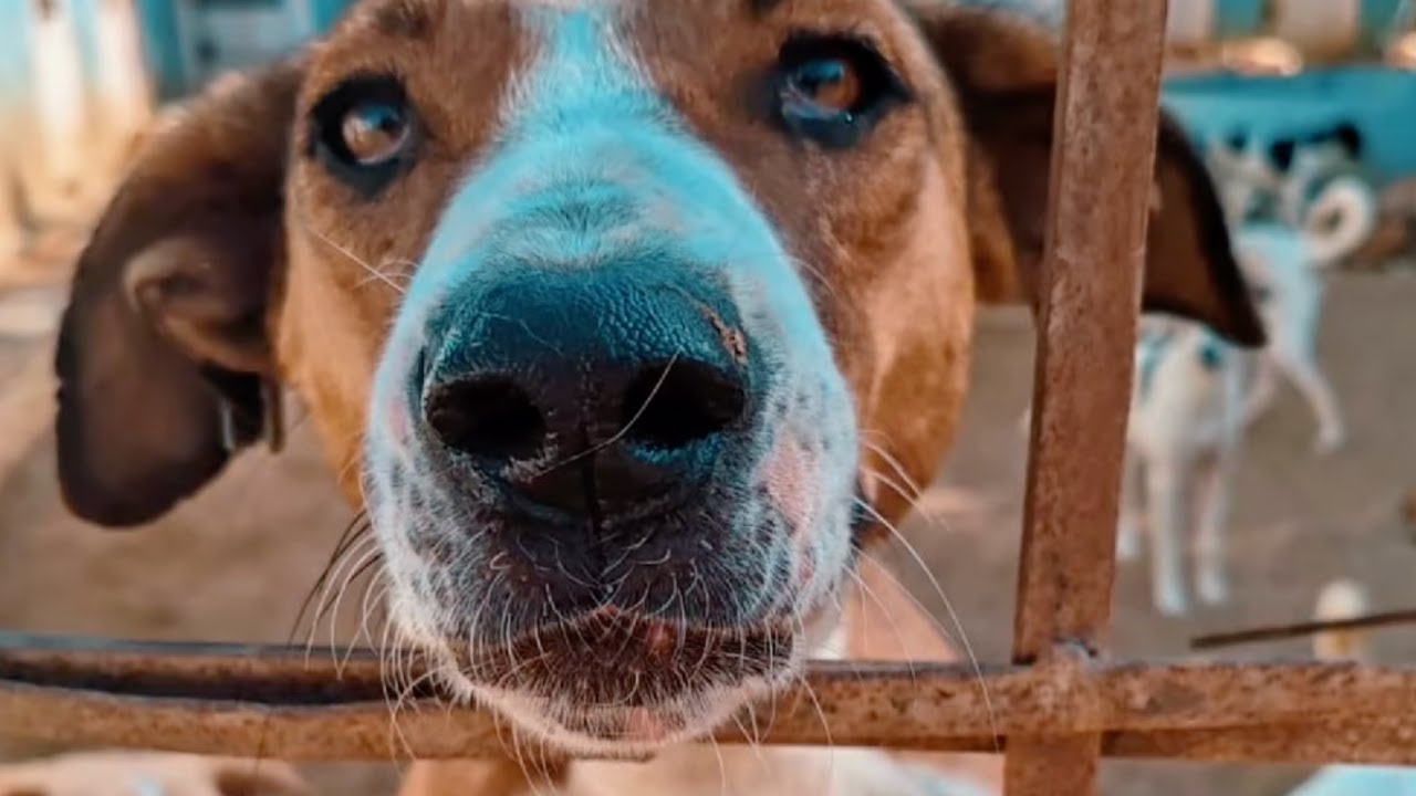 Support for the vets who help their community pets for free - YouTube