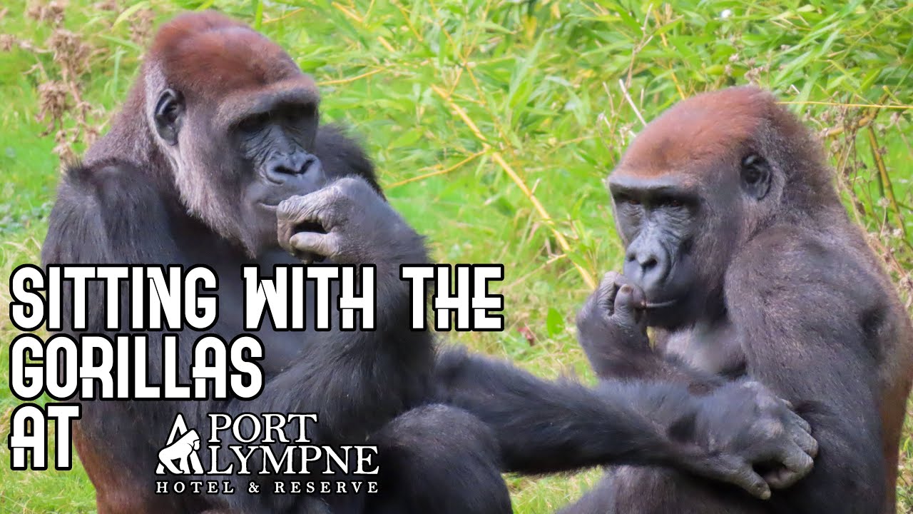 Watching the Gorillas at Port Lympne Animal Reserve. - YouTube