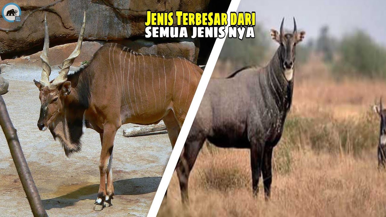 Ternyata Raja nya Antelope adalah ini ! Inilah 6 Jenis Antelope Yang ...