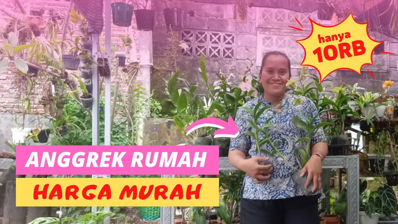 Banjir Anggrek Hari Ini‼️Cek Harga Anggrek Rumahan di Gan Thi Pot ...