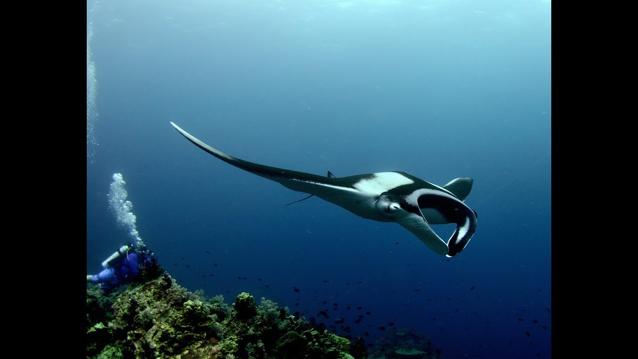 Manta Ray movie - YouTube