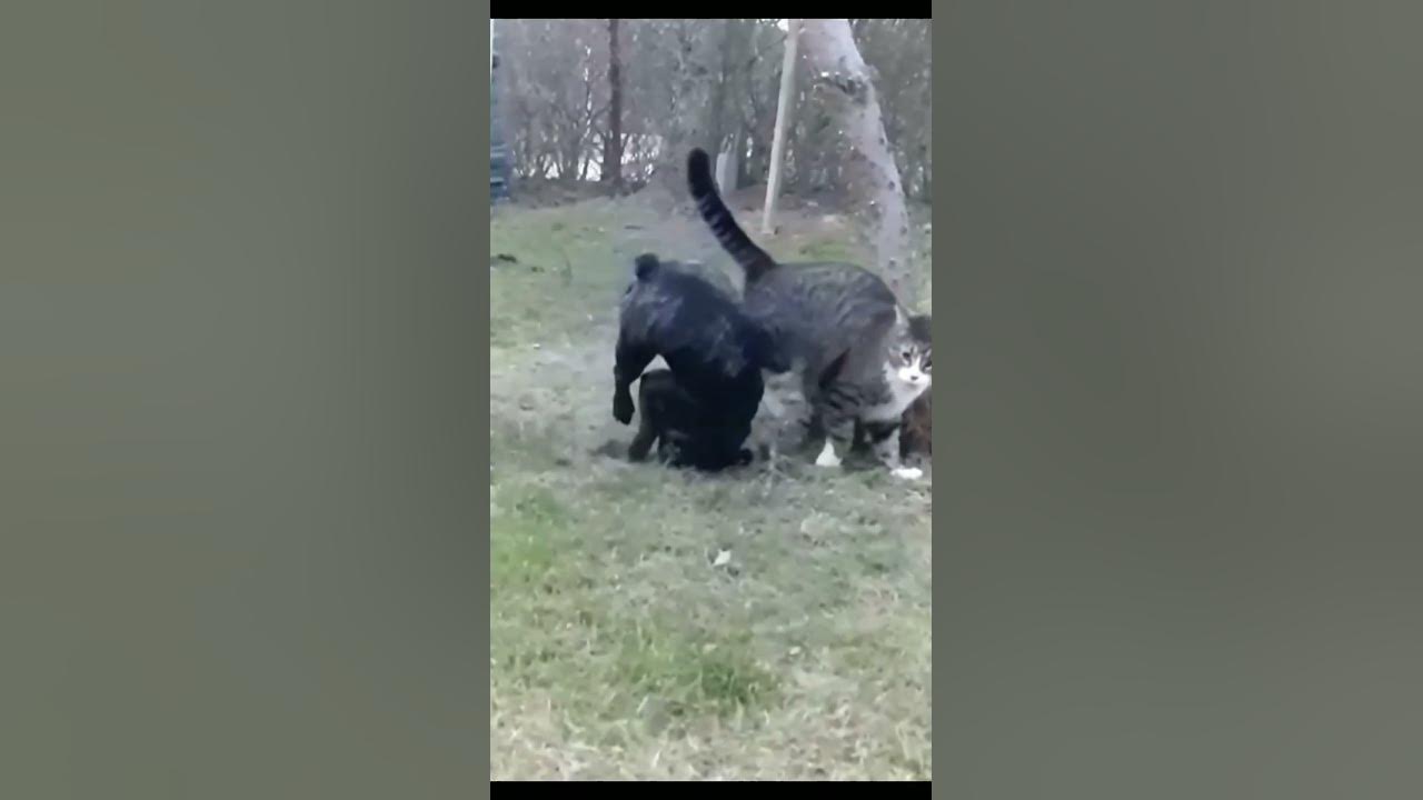 Cat vs dog fight - YouTube