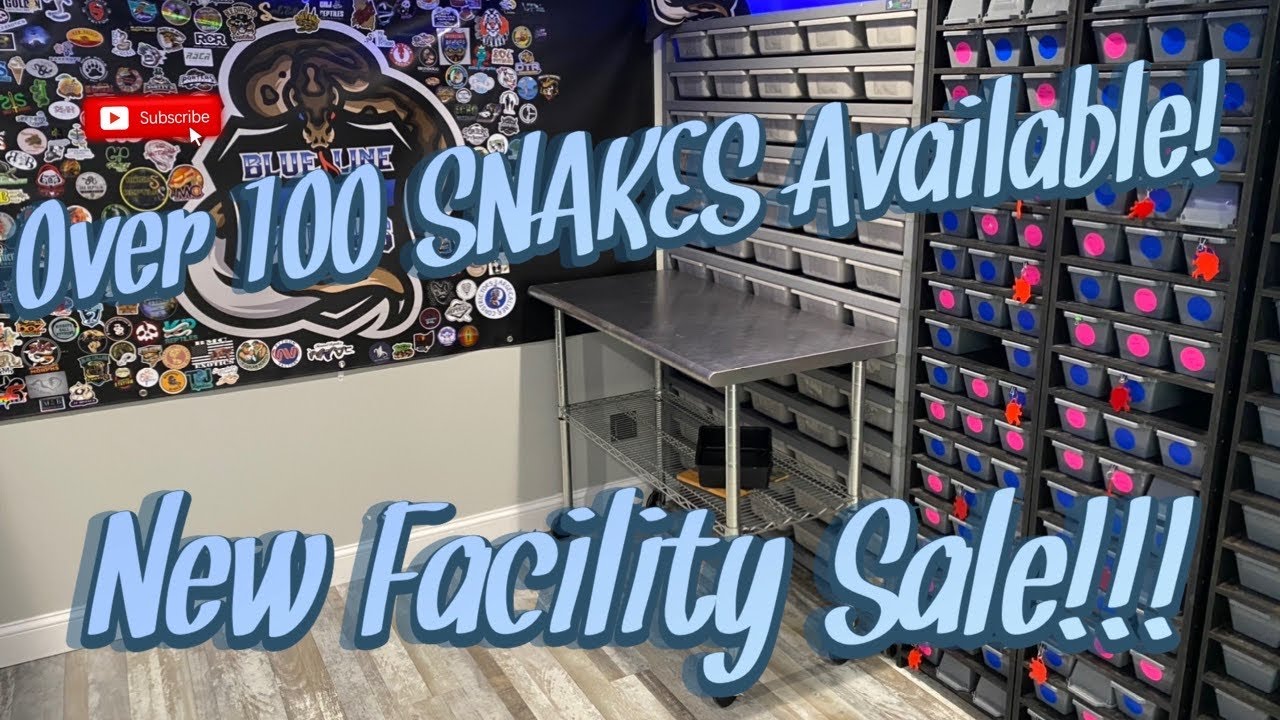 OVER 100 SNAKES AVAILABLE!!! || NEW FACILITY SALE!!!! - YouTube