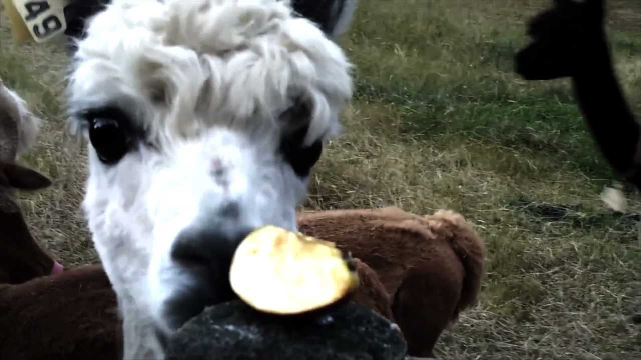 Llamageddon VS Alapacalyspe - YouTube