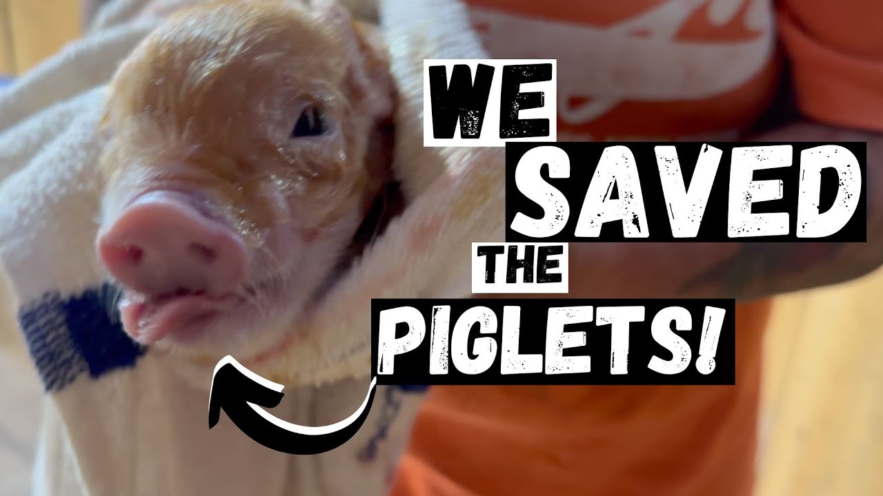We had to save the KuneKune Piglets! - YouTube