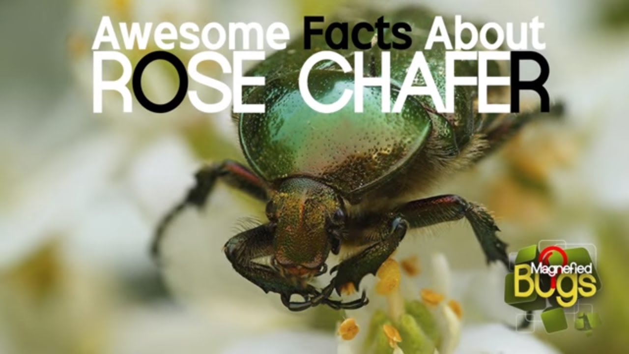 Amazing Facts About Rose Chafers - Magnified Bugs - YouTube