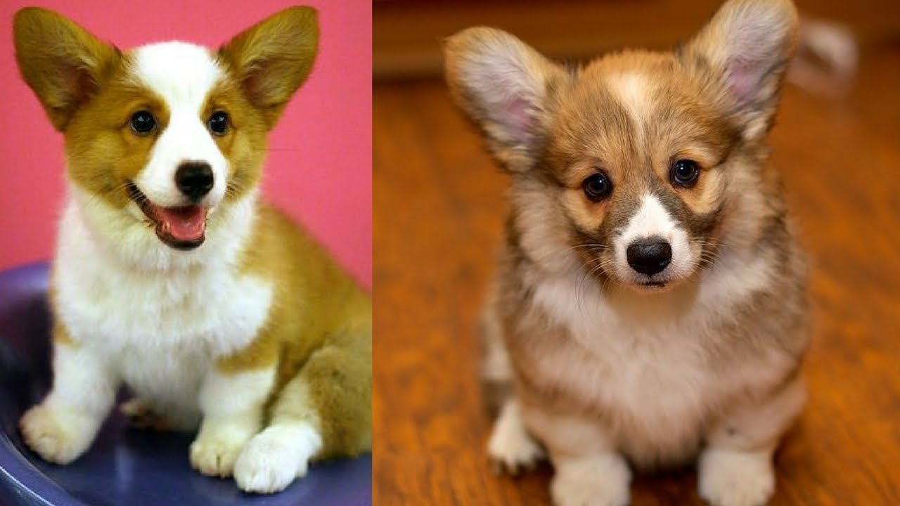 Funny Dogs - A Cute And Funniest Puppy Videos Compilation - YouTube