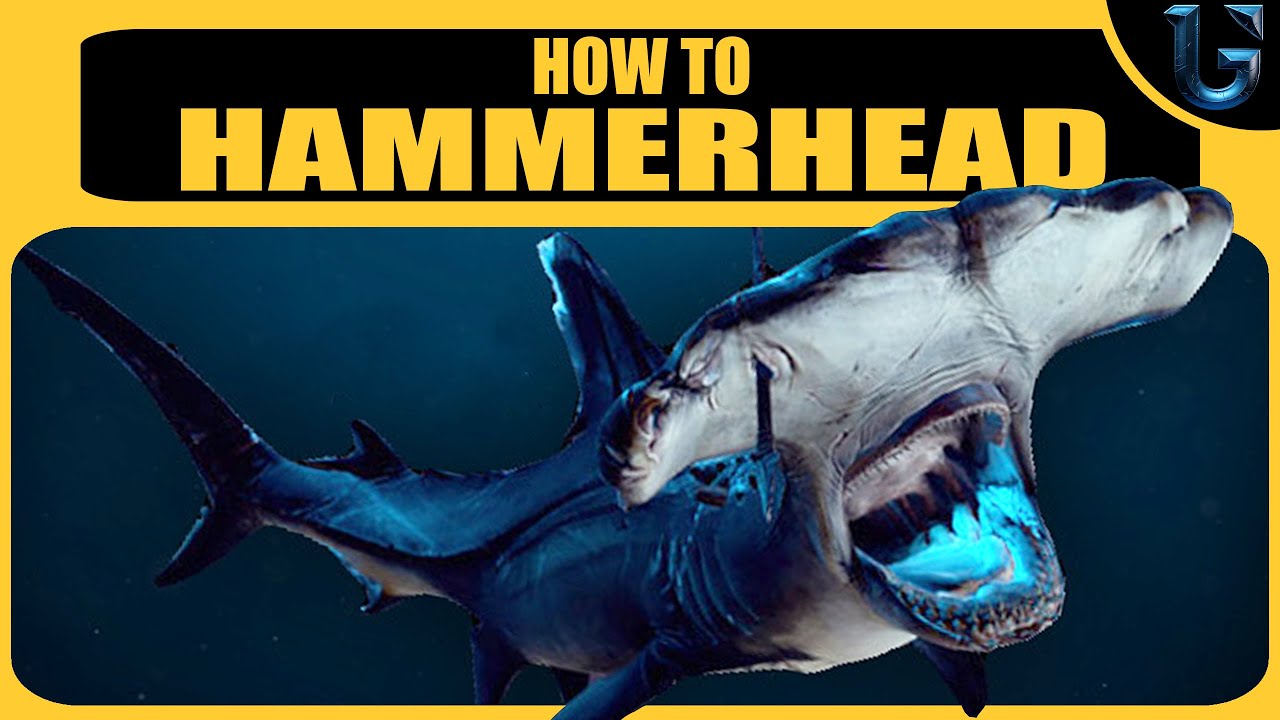 How To Hammerhead Shark In Depth - YouTube