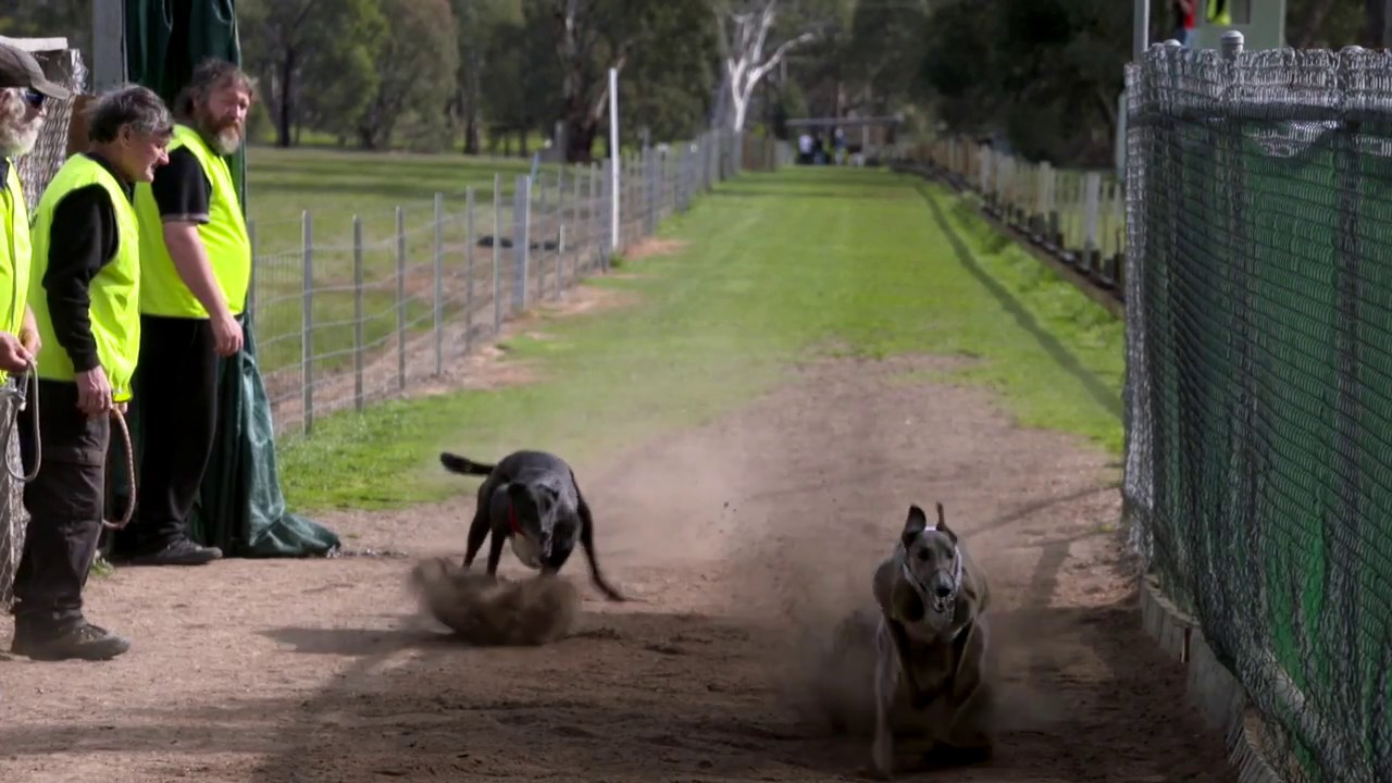 Greyhound coursing tips: First season coursers and same-sex races - YouTube