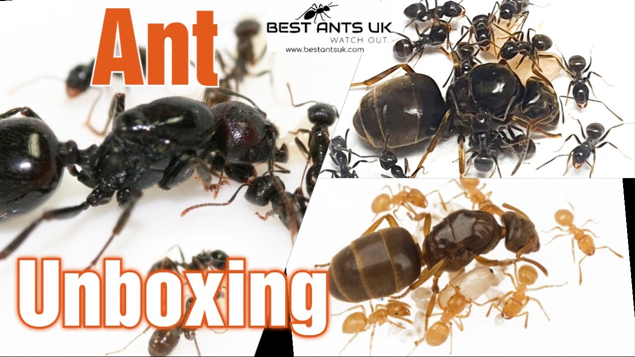 Best Ants UK Ant Unboxing + Giveaway - YouTube