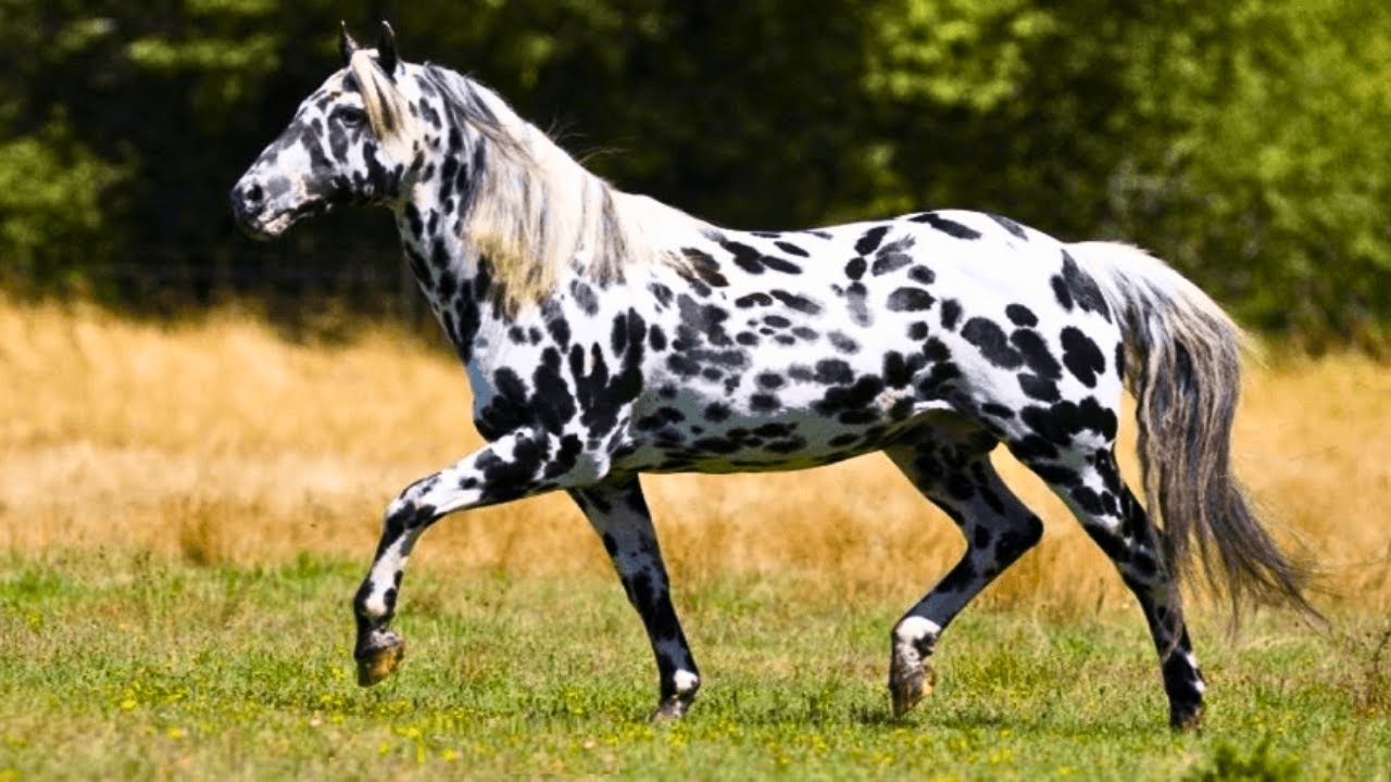 Los 10 Caballos más Extraños del Mundo - YouTube