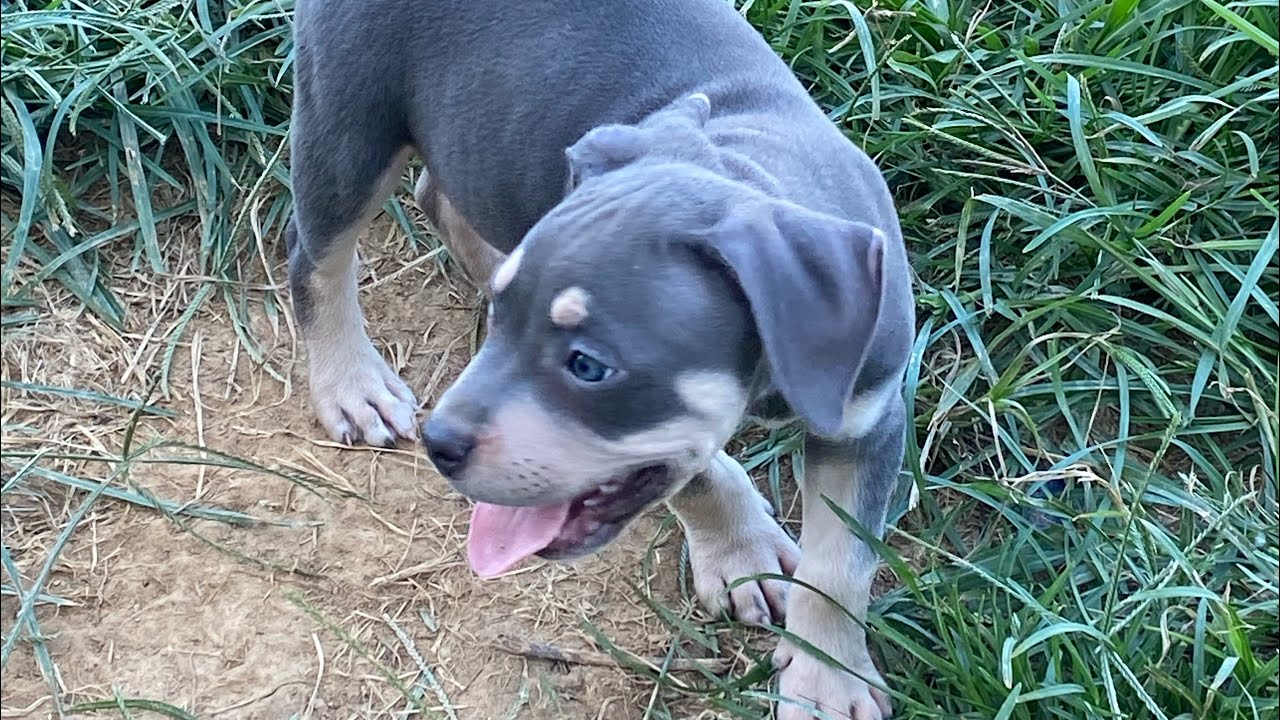 Meet my new standard blue tri pup - YouTube