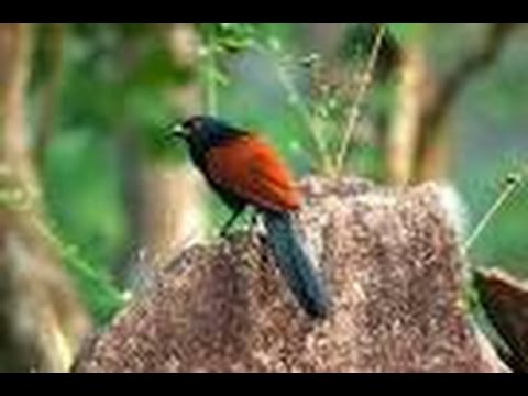The Lucky Bird Uppan (Chemboth) - YouTube