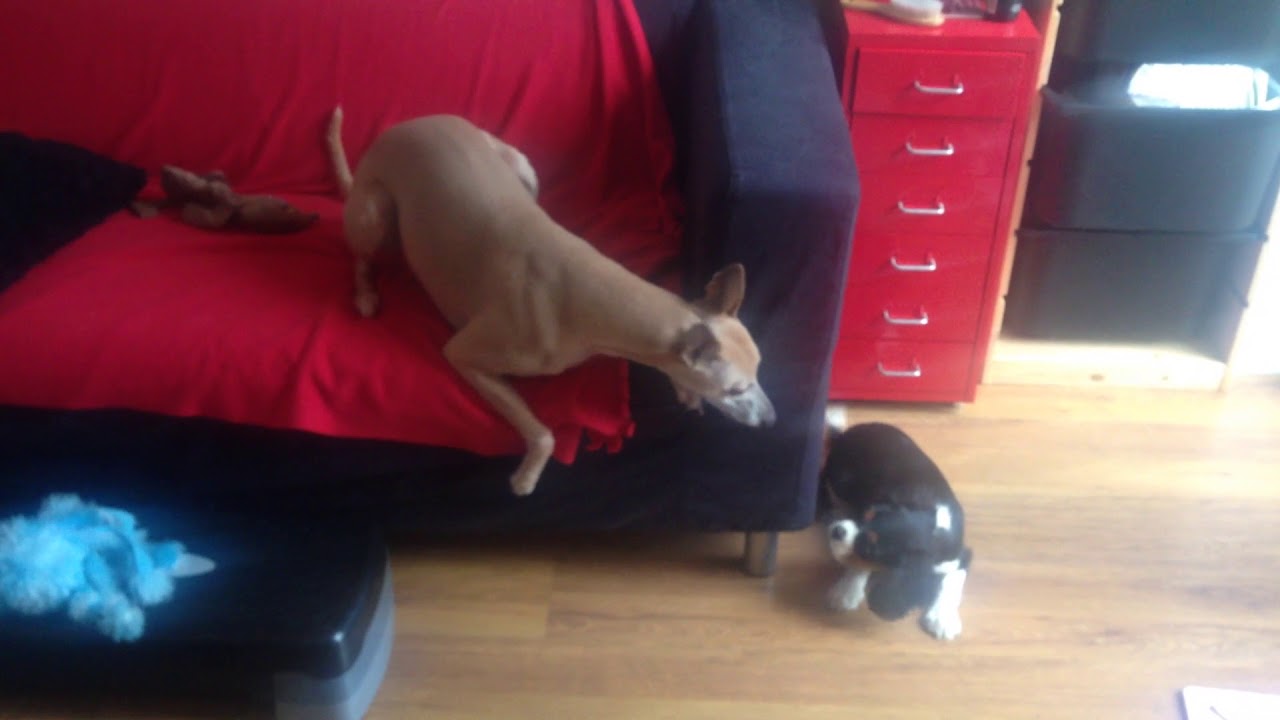 Cavalier King Charles spaniel and whippet make friends ! - YouTube