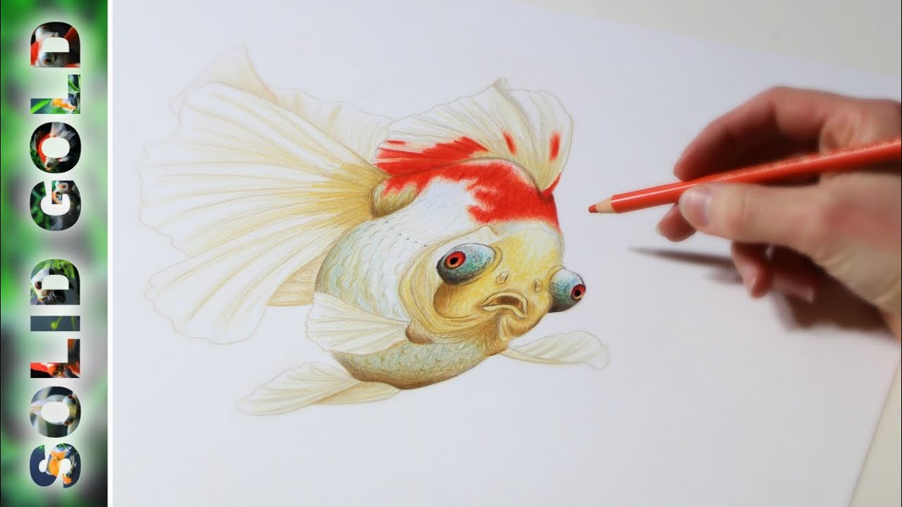 Butterfly Moor Speed Drawing | Solid Gold Sketchbook - YouTube