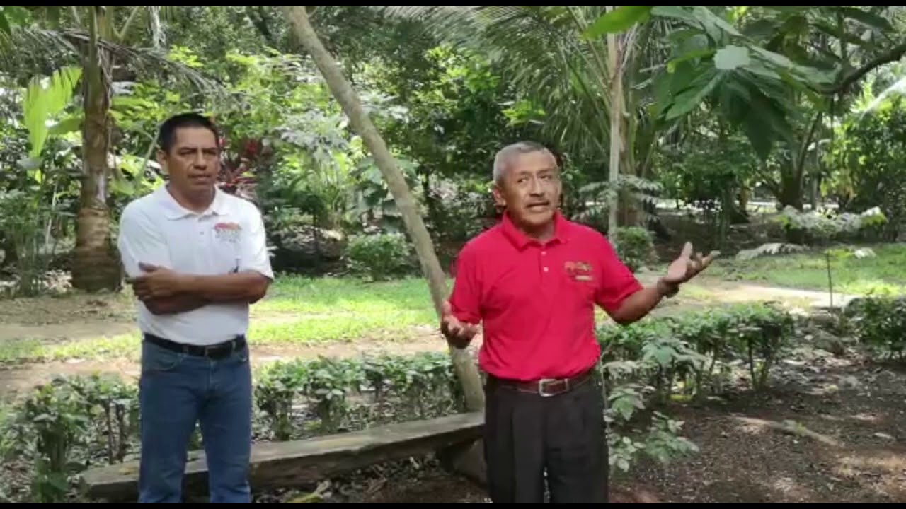 Hablando del cacao del Xoconusco (2 parte) - YouTube