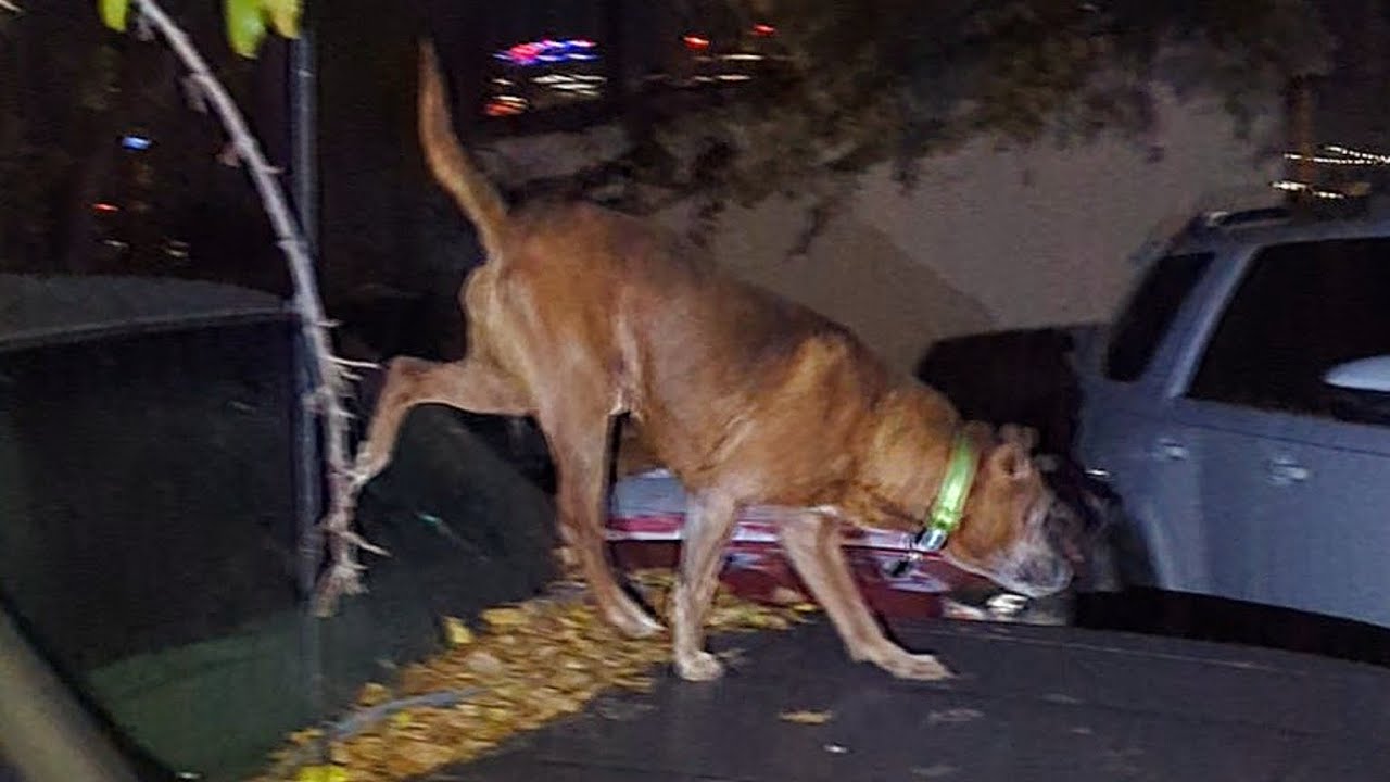 The newly adopted Stray Dog escaped. Dog can jump the fence and find a ...