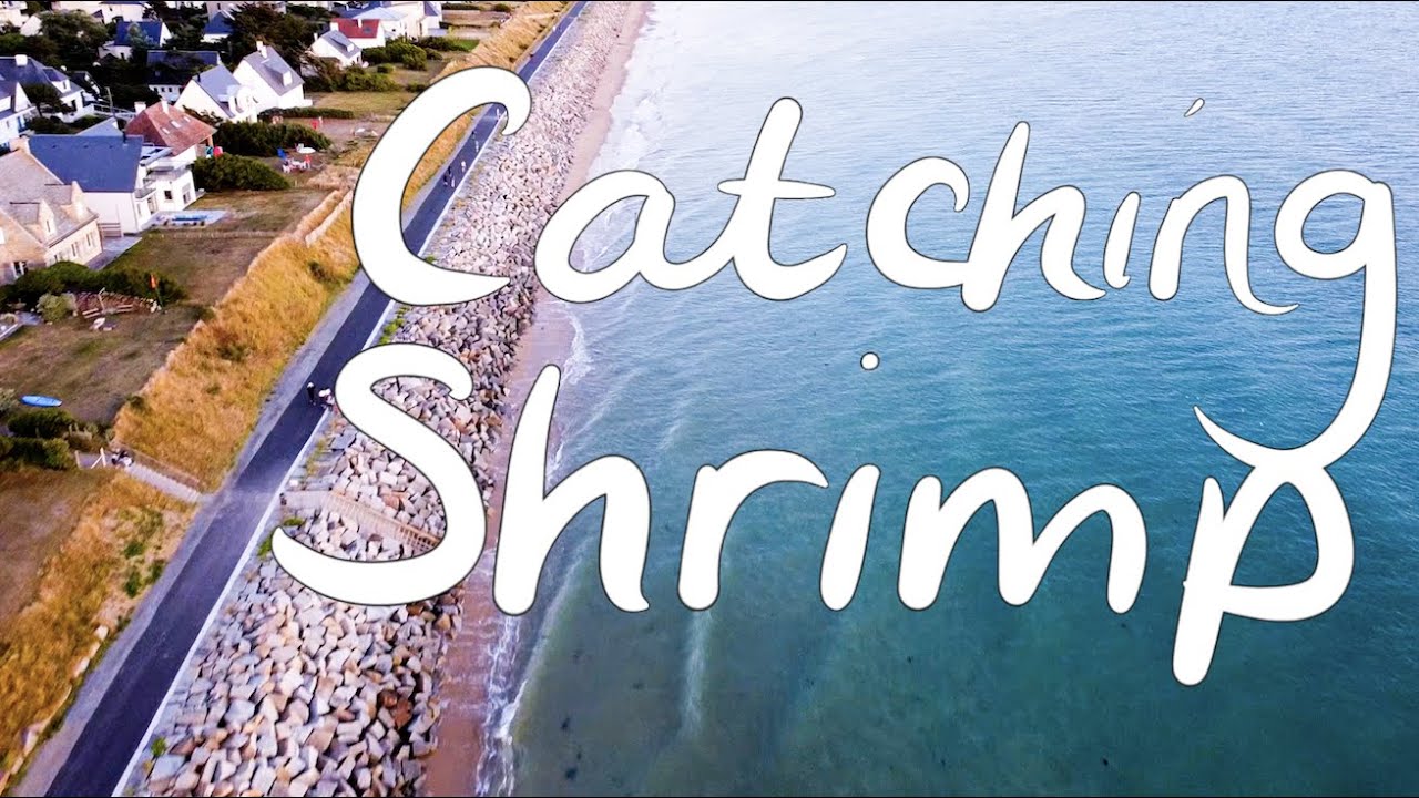 Shrimp Fishing in Normandy - YouTube