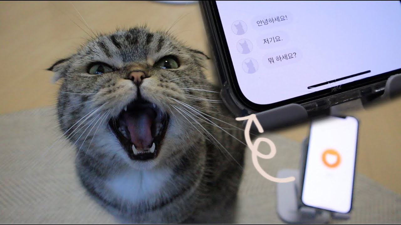 미야오톡으로 고양이 말 번역하기_Meow Talk Cat Translator App Review - YouTube
