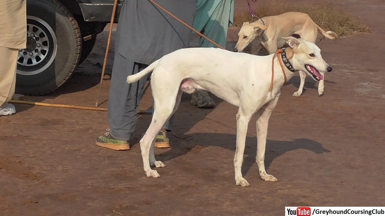 tailless white dog with fawn ear - YouTube