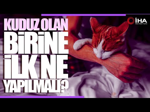 Kuduz Hastalığında İlk Yapılması Gerekenler Nelerdir? Kuzu Hastalığının Belirtileri Nelerdir?