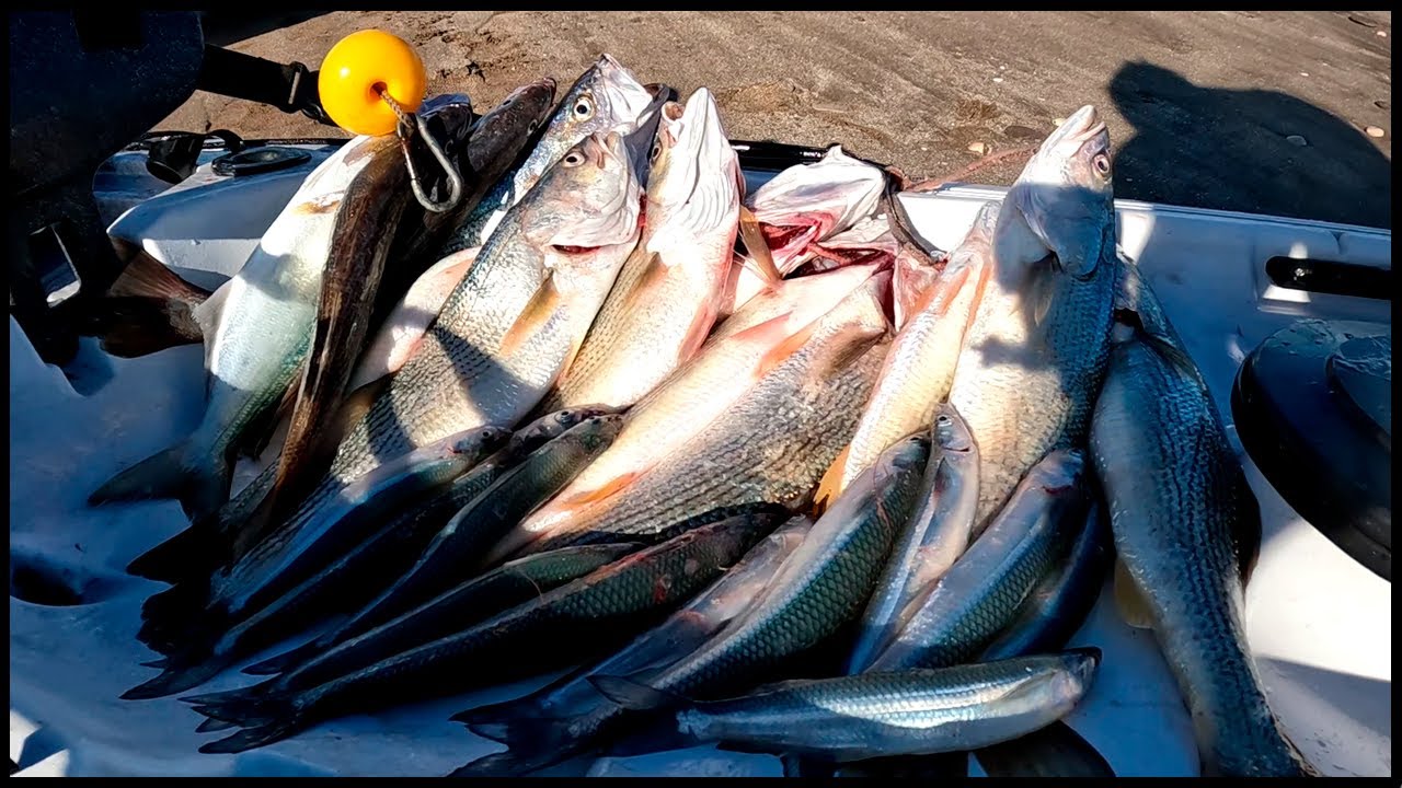 PESCAMOS EN EL CARDUMEN DE PESCADILLAS - TREMENDAS CAPTURAS #pesca # ...