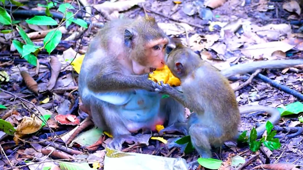 So sweet! Mother Jinx and her baby are eating a sweet mango together ...