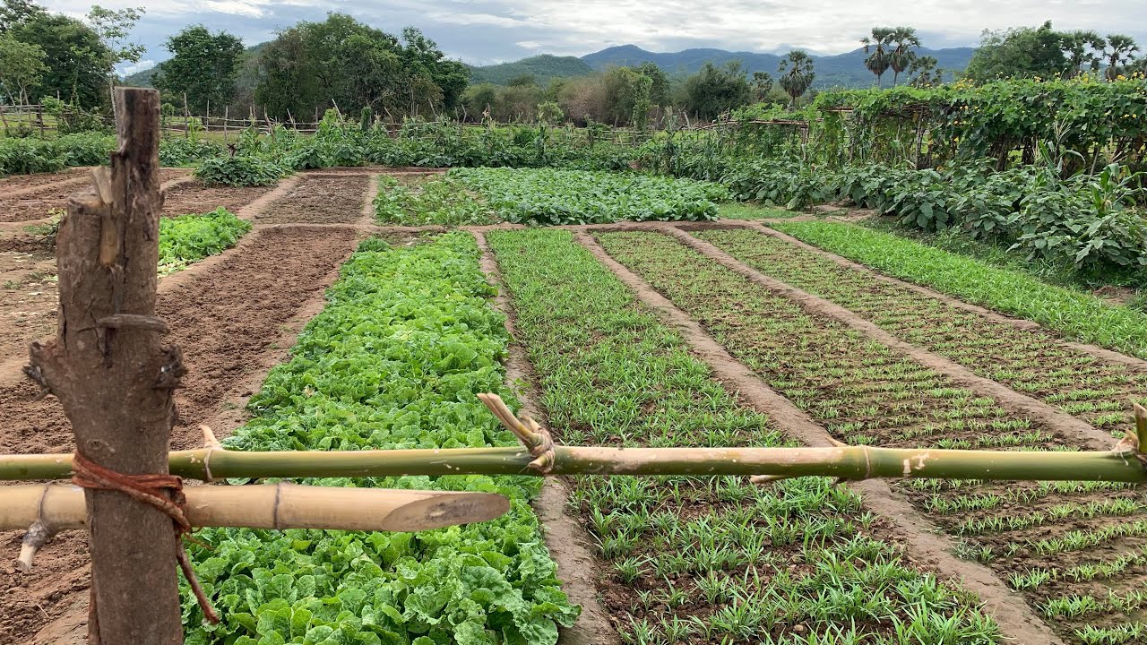 Rural Life TV - Primitive Survival Cooking Skill - YouTube