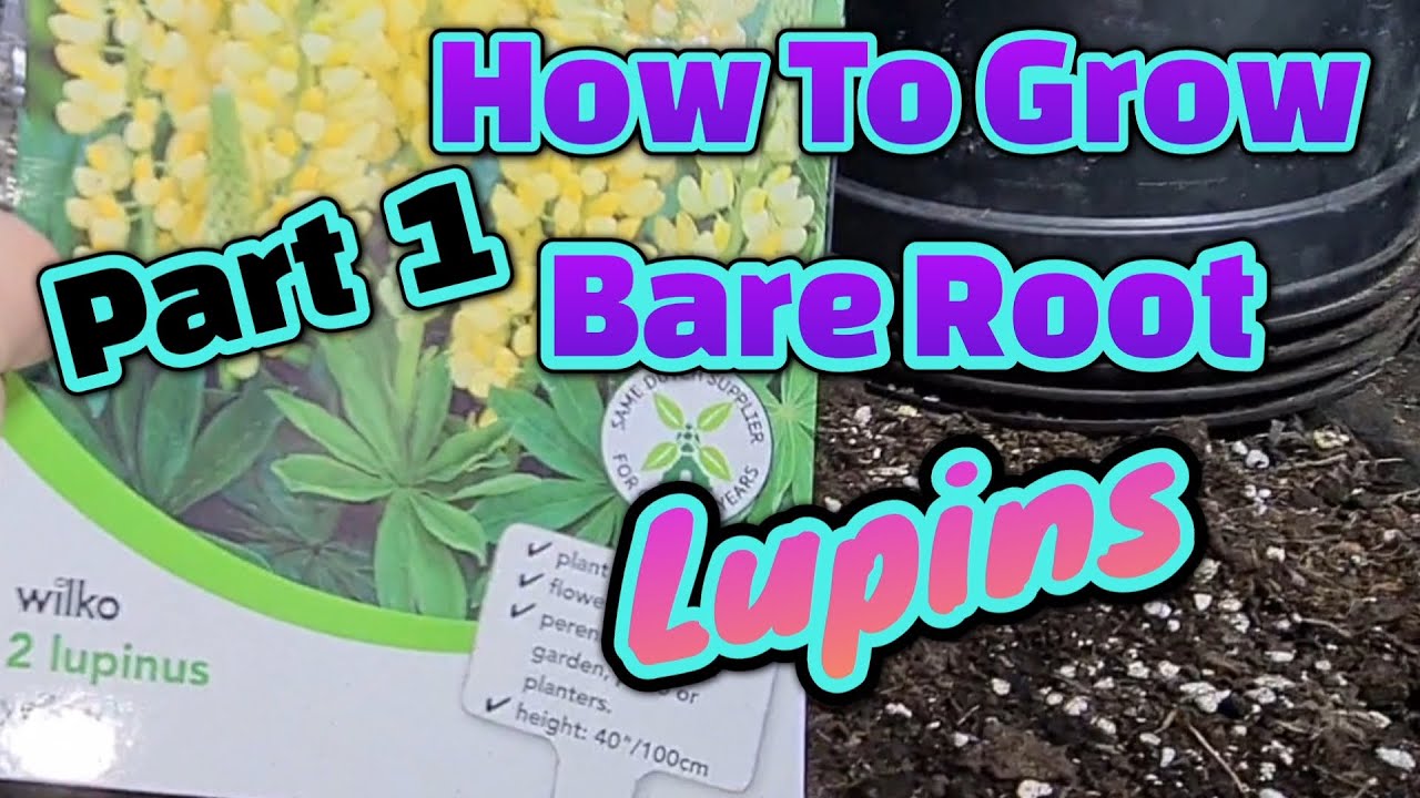 2022 How to grow bare root lupins part 1 - YouTube