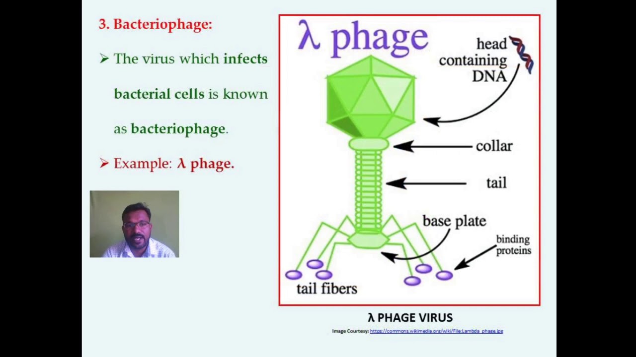 CLASSIFICATION OF VIRUSES BASED ON THEIR HOST RANGE - YouTube