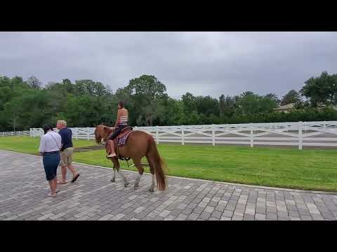 ALESSANDRA LIU happy family