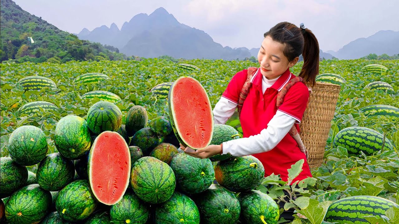 Harvesting Fresh Giant Watermelon in Garden and Goes To Market Sell ...
