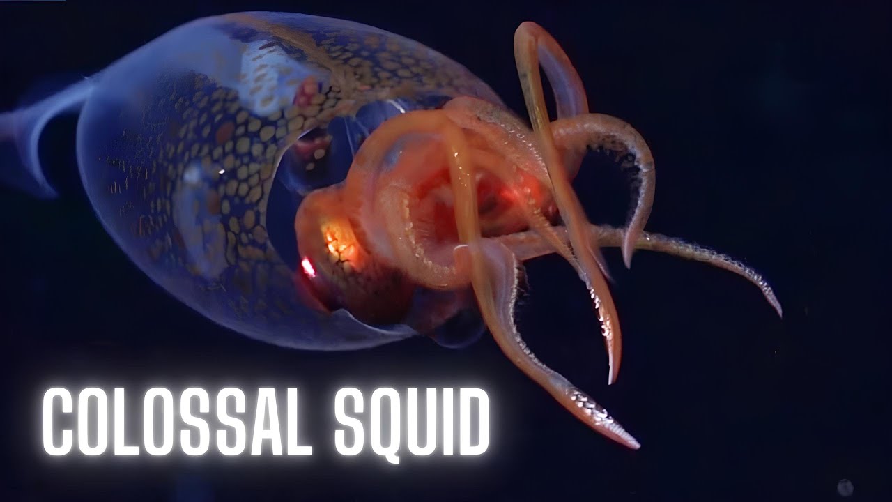 LIVE Colossal Squid Filmed for the FIRST TIME Ever in the Wild! | Deep ...