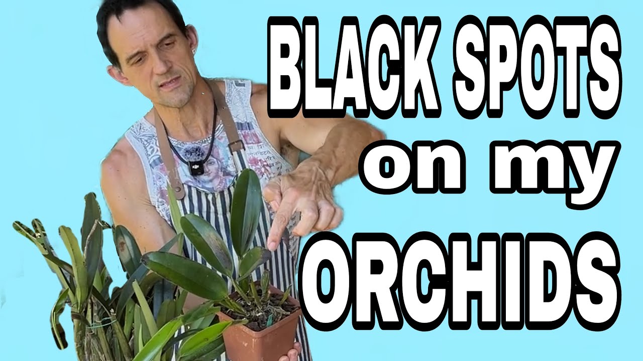 Black spots on my Orchid Leaves ,Will my orchid die? Sun Damage - YouTube