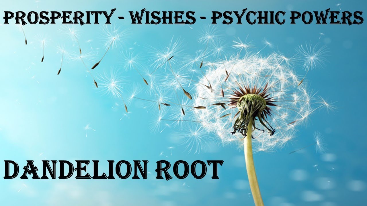 Unlocking the Magic of Dandelion Root: Spells for Prosperity, Wishes ...
