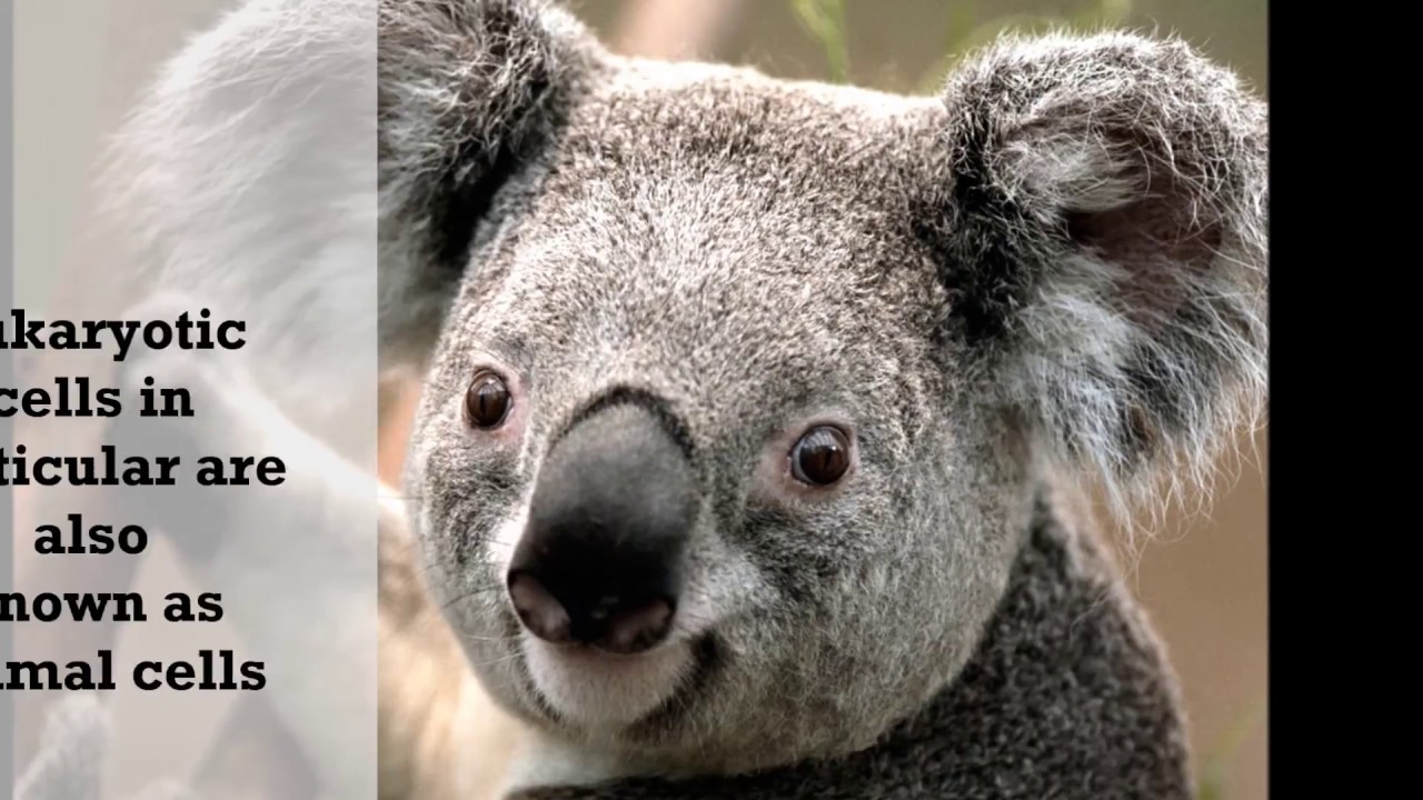 AP BIOLOGY ANIMAL - YouTube
