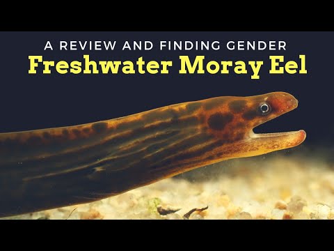 The Snake Fish for Aquariums..! - YouTube