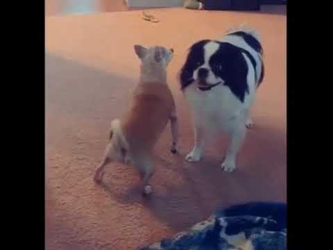 Funny dog twerking - YouTube