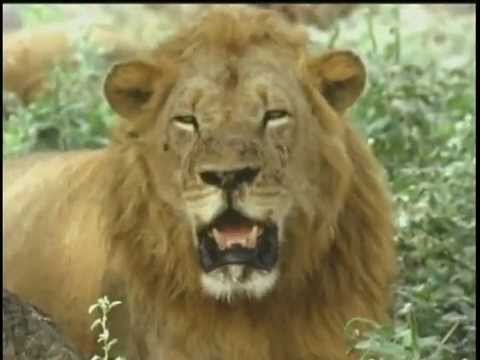 Gorongosa