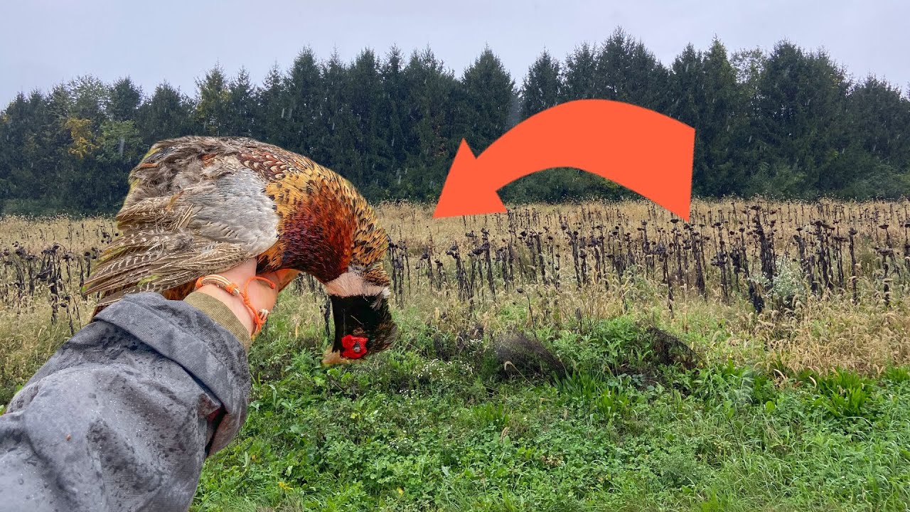 Pheasant Hunting in a Nasty Storm! (CATCH CLEAN COOK) - YouTube