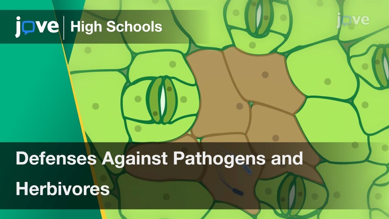 Defenses Against Pathogens and Herbivores | Bio | Video Textbooks ...