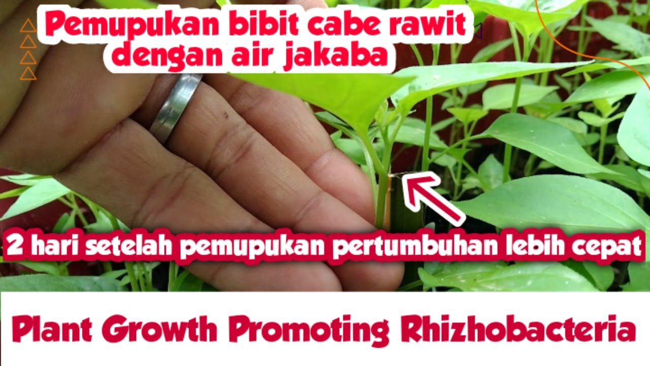 Testimoni air jakaba pada tanaman cabe rawit!! (praktek organik) - YouTube