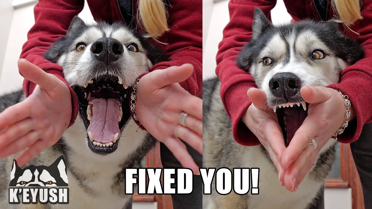 Applauding My Dog! He Excitedly Smacks Me And Calls Me Weird! - YouTube