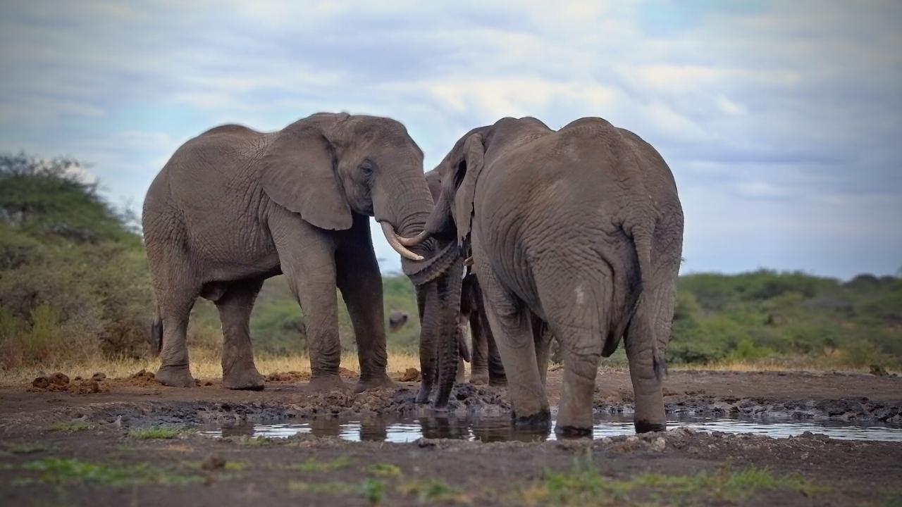 Three Elephants Sharing The Fresh Water - YouTube