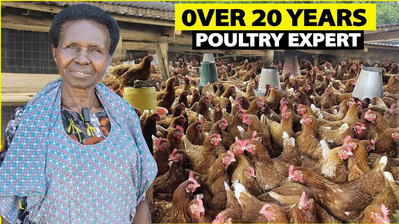 How she has built a successful Commercial Poultry Farm For over 20 ...