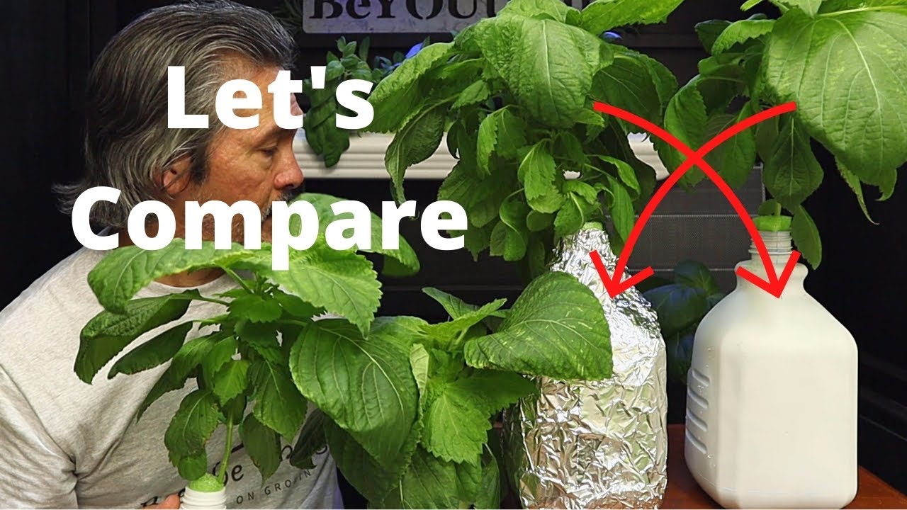 How to control algae in hydroponic systems and SPIDER MITES - YouTube