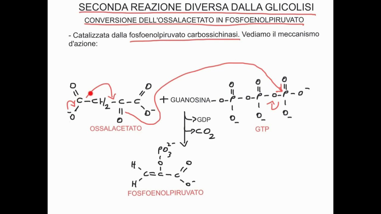 CORSO DI BIOCHIMICA - LEZIONE 23 DI 47 - GLUCONEOGENESI - PARTE 1 - YouTube