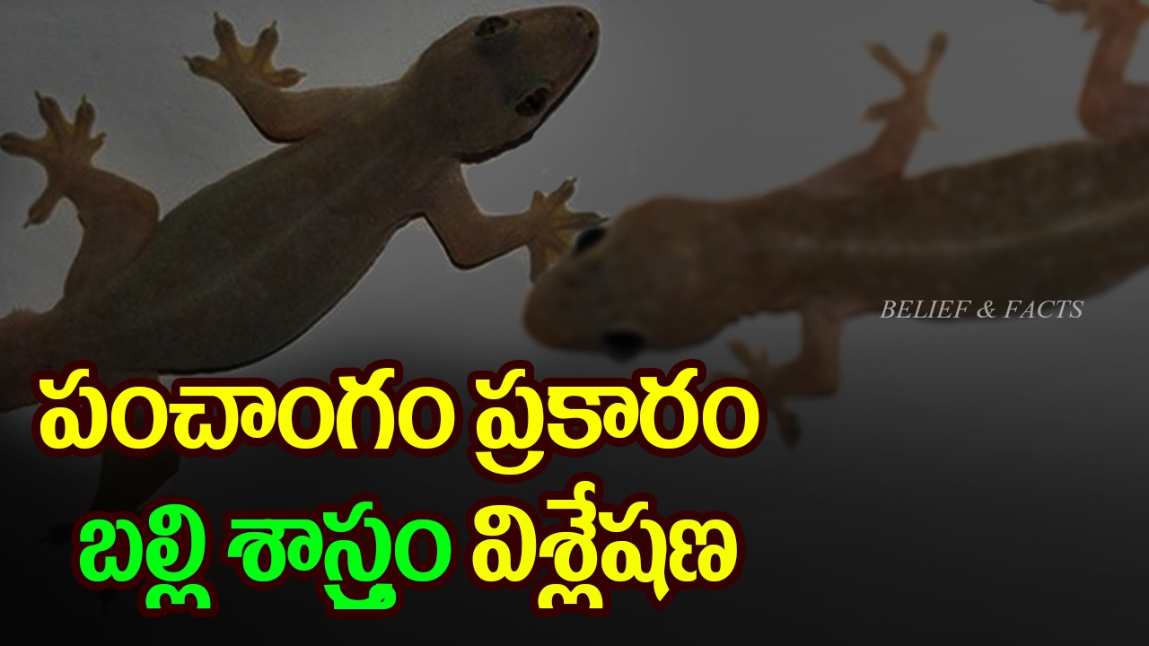 Balli Sastram Using In Panchangam || పంచాంగం ప్రకారం బల్లి శాస్త్రం ...