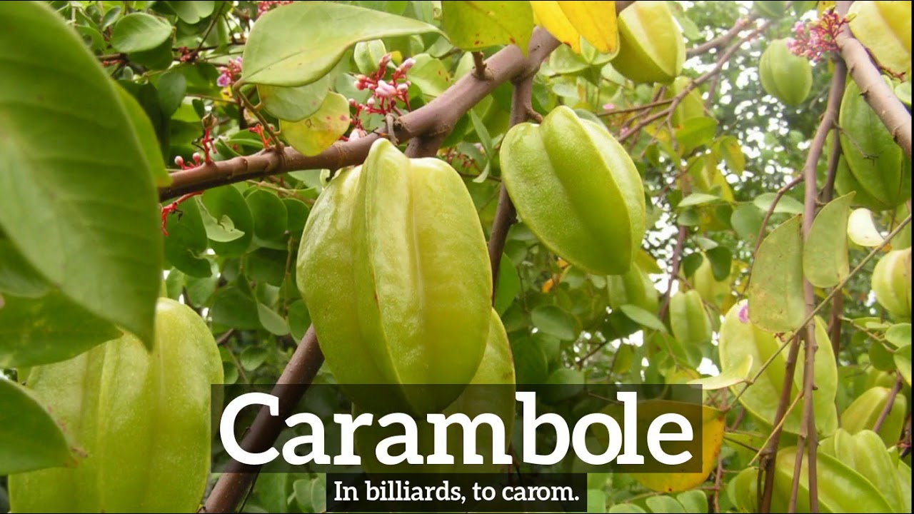 How Does Carambole Look? | What is Carambole? | How to Say Carambole in ...